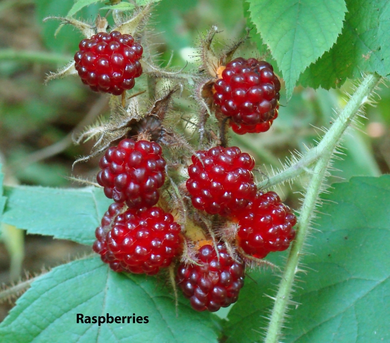 Brambleberries: What's the Difference? | Nature Up North